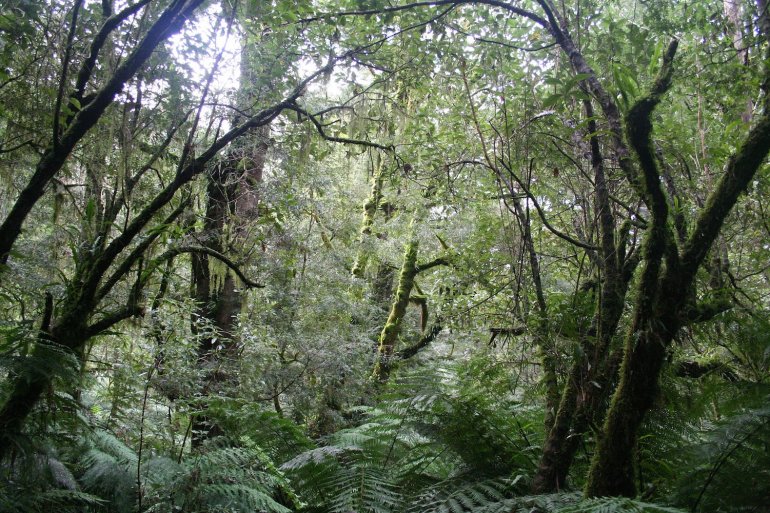 Organizational Development | Ecosystemic Thinking | Complexity